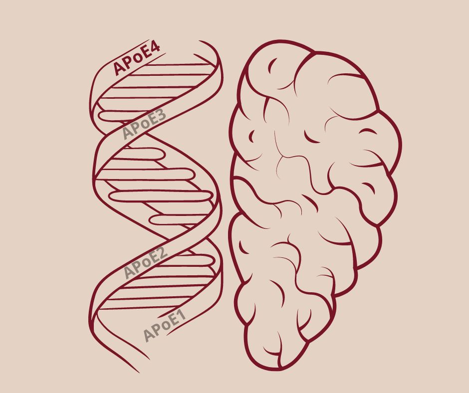 Genetics and Alzheimer’s Disease: Exploring the Crucial APOE-e4 Connec ...